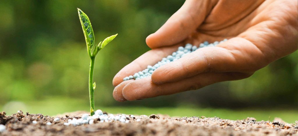 Fertilising 101 Archives | Maintain Me